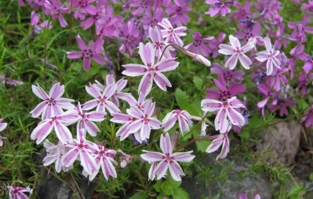 Waarmee kan jy phlox plant: in die tuin, in 'n blombedding, op 'n erf, met watter blomme gekombineer word, foto 259_5