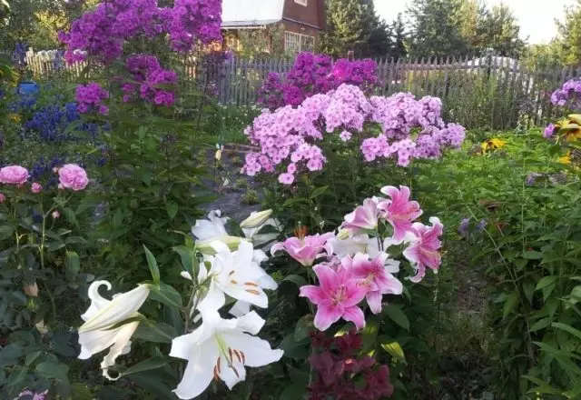 Waarmee kan jy phlox plant: in die tuin, in 'n blombedding, op 'n erf, met watter blomme gekombineer word, foto 259_56