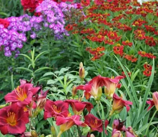 Waarmee kan jy phlox plant: in die tuin, in 'n blombedding, op 'n erf, met watter blomme gekombineer word, foto 259_57