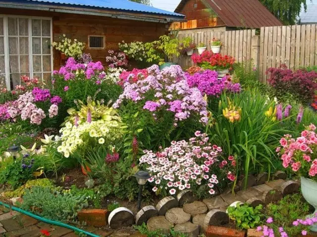 Waarmee kan jy phlox plant: in die tuin, in 'n blombedding, op 'n erf, met watter blomme gekombineer word, foto 259_6