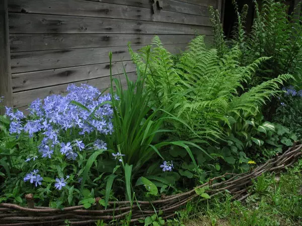 Waarmee kan jy phlox plant: in die tuin, in 'n blombedding, op 'n erf, met watter blomme gekombineer word, foto 259_61