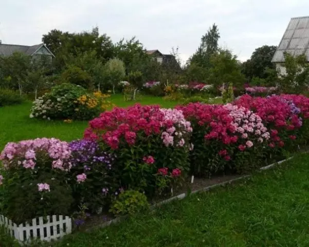 Per kio vi povas planti flokon: en la ĝardeno, en florbedo, sur intrigo, kun kiaj floroj kombiniĝas, foto 259_7