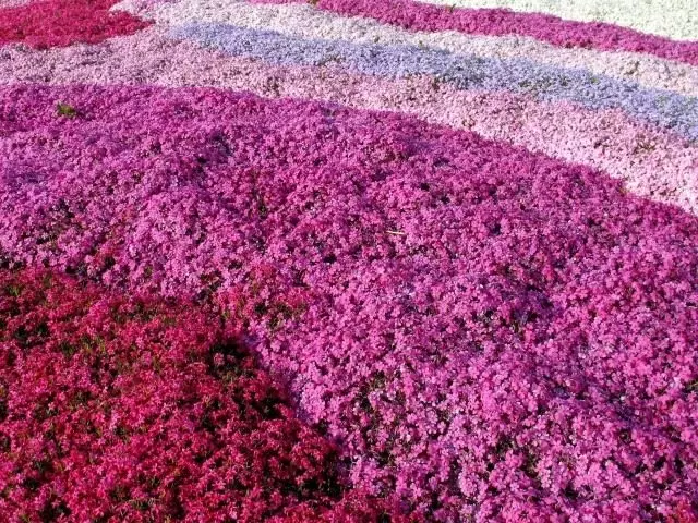 Waarmee kan jy phlox plant: in die tuin, in 'n blombedding, op 'n erf, met watter blomme gekombineer word, foto 259_8