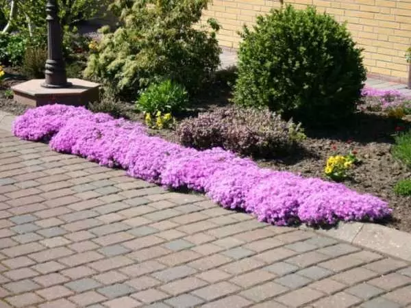 Waarmee kan jy phlox plant: in die tuin, in 'n blombedding, op 'n erf, met watter blomme gekombineer word, foto 259_9