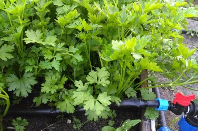 උයනේ parsley කහ පැහැයට හැරෙන්නේ ඇයි සහ කුමක් කළ යුතුද? 2613_1