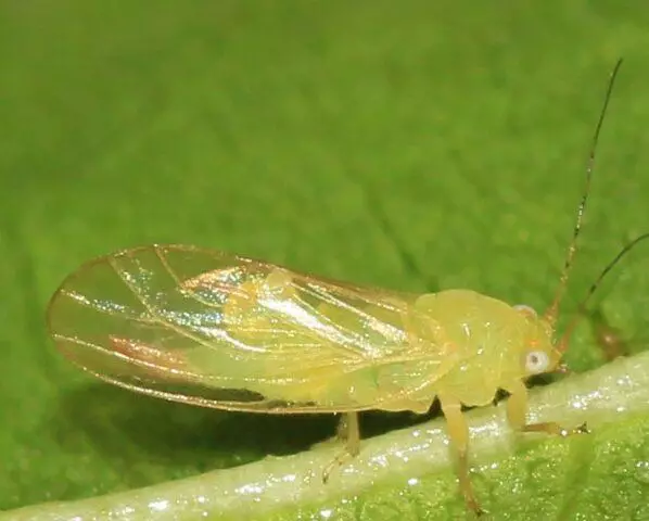 උයනේ parsley කහ පැහැයට හැරෙන්නේ ඇයි සහ කුමක් කළ යුතුද? 2613_10