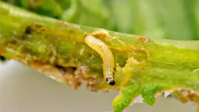 උයනේ parsley කහ පැහැයට හැරෙන්නේ ඇයි සහ කුමක් කළ යුතුද? 2613_11