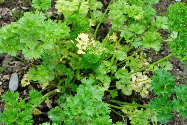 උයනේ parsley කහ පැහැයට හැරෙන්නේ ඇයි සහ කුමක් කළ යුතුද? 2613_2