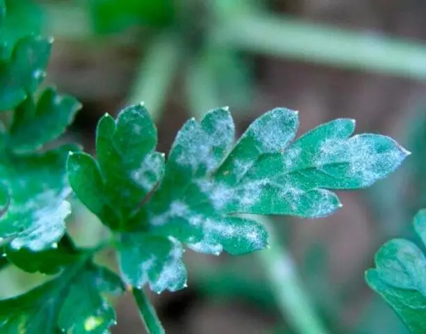 උයනේ parsley කහ පැහැයට හැරෙන්නේ ඇයි සහ කුමක් කළ යුතුද? 2613_3