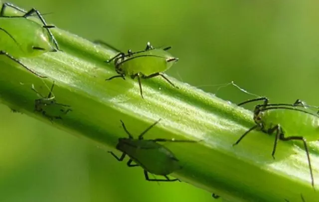 Mengapa peterseli menguning di kebun dan apa yang harus dilakukan 2613_8