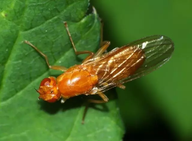 උයනේ parsley කහ පැහැයට හැරෙන්නේ ඇයි සහ කුමක් කළ යුතුද? 2613_9