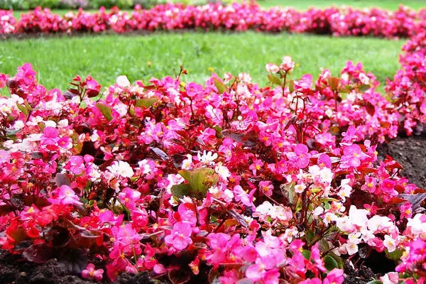 Canteiro redondo de plantas perenes de floração contínua no país com suas próprias mãos 261_13