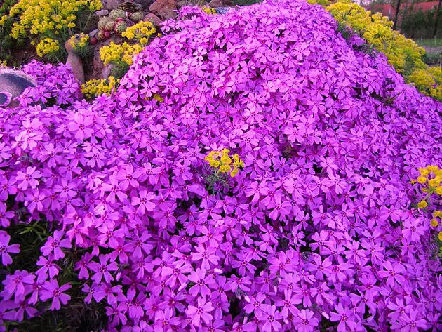 Canteiro redondo de plantas perenes de floração contínua no país com suas próprias mãos 261_14