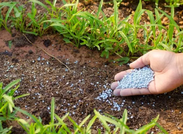 Canteiro redondo de plantas perenes de floração contínua no país com suas próprias mãos 261_19