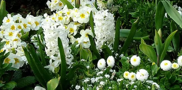 Canteiro redondo de plantas perenes de floração contínua no país com suas próprias mãos 261_20