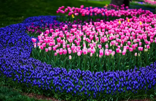 Canteiro redondo de plantas perenes de floração contínua no país com suas próprias mãos 261_22