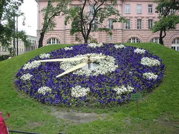 Kulatý záhon trvalek nepřetržitého kvetení v zemi vlastními rukama 261_32