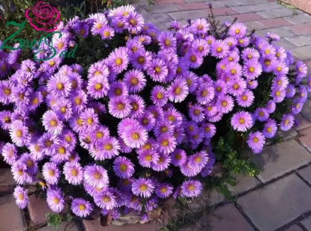 Canteiro redondo de plantas perenes de floração contínua no país com suas próprias mãos 261_49