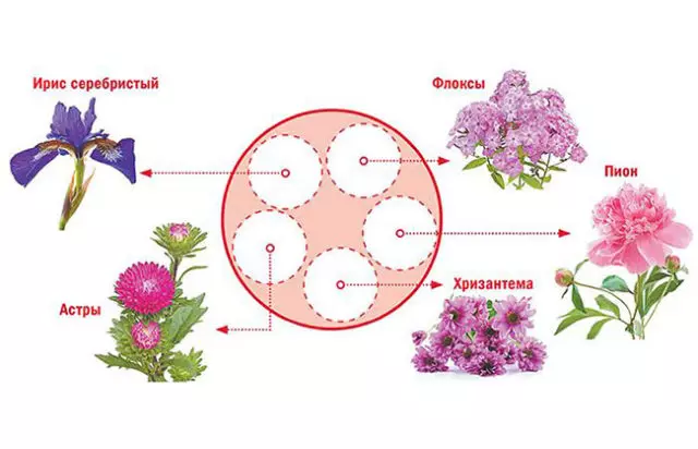 Кръгла цветна леха от многогодишни растения с непрекъснат цъфтеж в страната със собствените си ръце 261_5