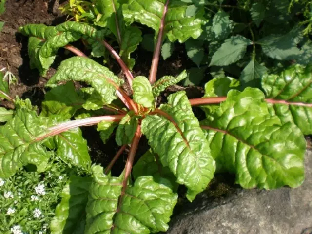 Rhubarb: penanaman dan perawatan di lapangan terbuka, cara menanam dari biji, cara mempersiapkan musim dingin 2620_10