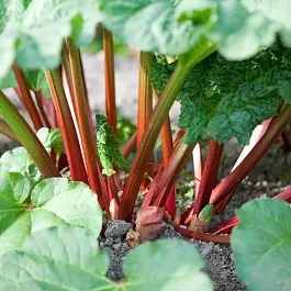 Rhubarb: penanaman dan perawatan di lapangan terbuka, cara menanam dari biji, cara mempersiapkan musim dingin 2620_14