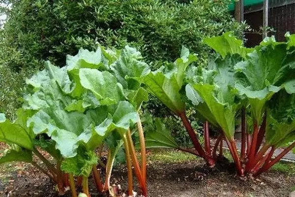 Rhubarb: penanaman dan perawatan di lapangan terbuka, cara menanam dari biji, cara mempersiapkan musim dingin 2620_2