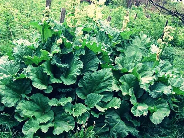 Rhubarb: penanaman dan perawatan di lapangan terbuka, cara menanam dari biji, cara mempersiapkan musim dingin 2620_3