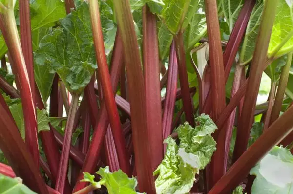 Rhubarb: penanaman dan perawatan di lapangan terbuka, cara menanam dari biji, cara mempersiapkan musim dingin 2620_5