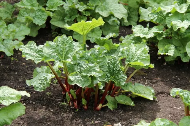 Rhubarb: penanaman dan perawatan di lapangan terbuka, cara menanam dari biji, cara mempersiapkan musim dingin 2620_9