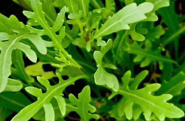 Arugula lori windowsill: bii o ṣe le dagba lati awọn irugbin, gbingbin ati itọju ni ile 2633_1