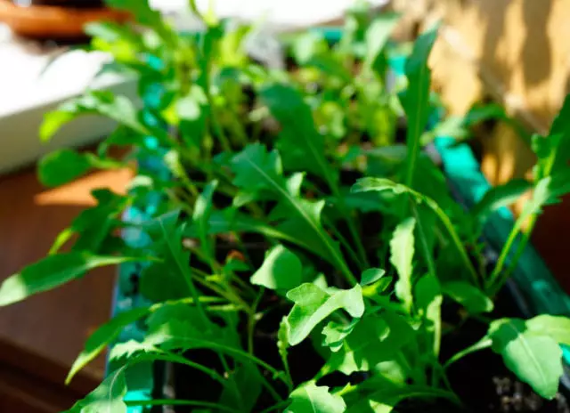 Arugula lori windowsill: bii o ṣe le dagba lati awọn irugbin, gbingbin ati itọju ni ile 2633_2