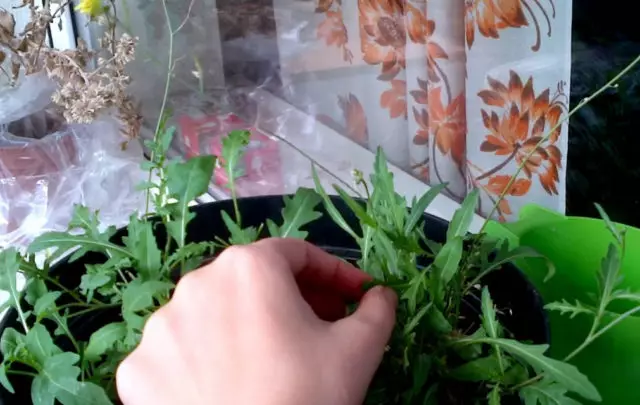 Arugula sa windowsill: kung giunsa motubo gikan sa mga binhi, pagtanum ug pag-atiman sa balay 2633_3