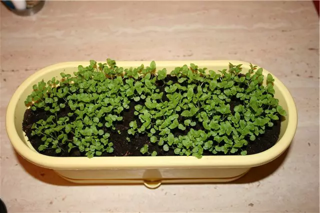 Arugula lori windowsill: bii o ṣe le dagba lati awọn irugbin, gbingbin ati itọju ni ile 2633_4