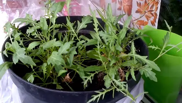 Arugula ing windowsill: cara tuwuh saka wiji, tanduran lan perawatan ing omah 2633_5