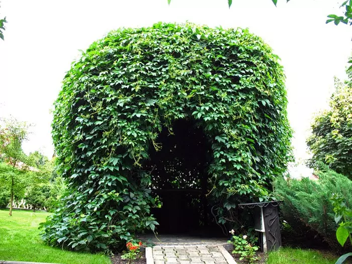 Klifurplöntur fyrir ævarandi gazebos: nöfn + myndir