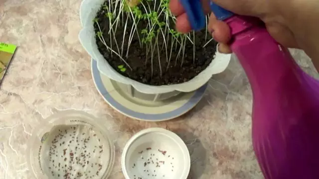 Agrião: cultivo no parapeito da janela, regras de plantio, cuidado, rega e alimentação 2648_10