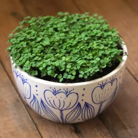 Watercress: tuwuh ing windowsill, aturan tanduran, perawatan, mbanyoni lan mangan 2648_11