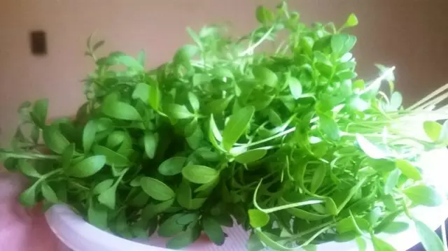 Watercress: kukura pahwindo, kudyara mitemo, kuchengetedza, kudiridza nekudyisa 2648_2