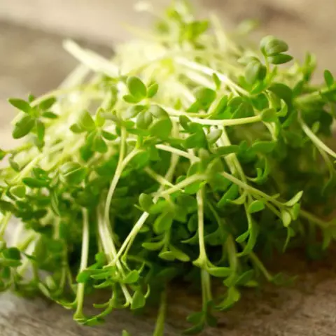 Watercress: tuwuh ing windowsill, aturan tanduran, perawatan, mbanyoni lan mangan 2648_4