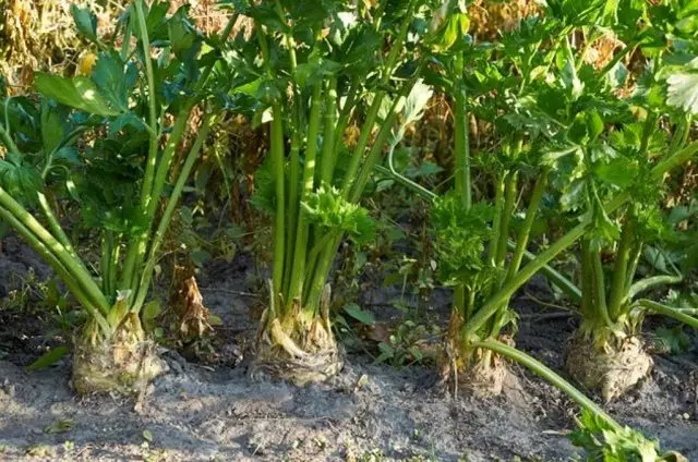 Karfus bl-għeruq: kura fil-beraħ, tħawwil, teknoloġija agrikola 2657_4