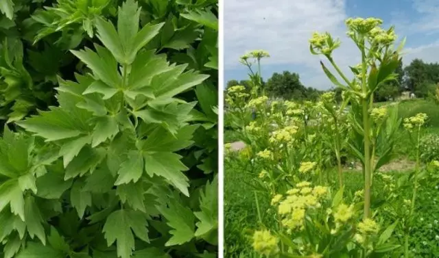 Lovage lan celery: padha utawa ora, kepiye bedane, cara mbedakake 2659_1