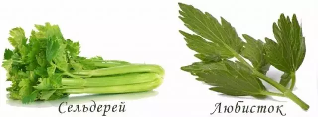 Lovage lan celery: padha utawa ora, kepiye bedane, cara mbedakake 2659_2