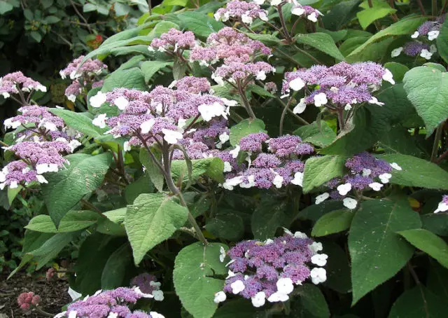 Hydrangea ширүүн: тайлбар, сорт, тарих, арчлах, өвөлжих, үржүүлэх, гэрэл зураг, тойм