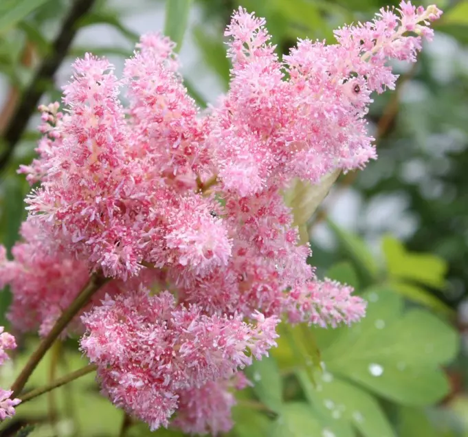 Astilba Sister Teresa (Sister Theresa): famaritana ny hybrid Ardens, fambolena ary fikarakarana