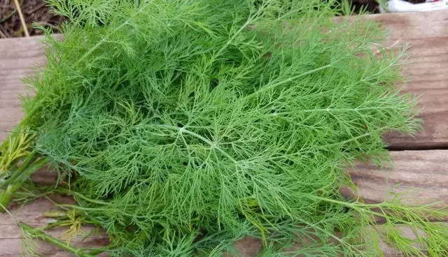 ເພັດ Dill: ລາຍລະອຽດ, ຮູບພາບ, ການທົບທວນຄືນ 2681_1