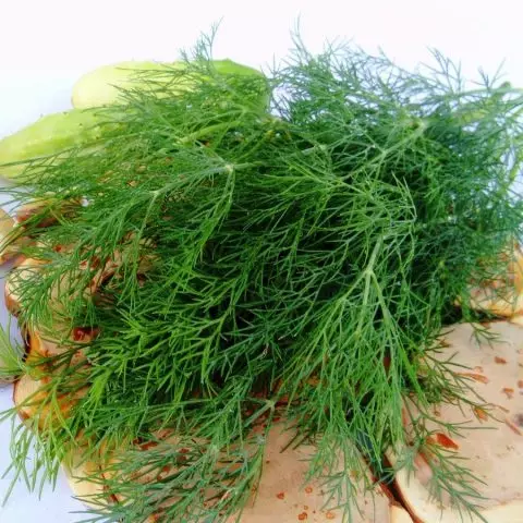 Dill Alligator: ลักษณะและคำอธิบายของความหลากหลาย, ภาพถ่าย, ความคิดเห็น, การเพาะปลูกและการดูแล 2687_1