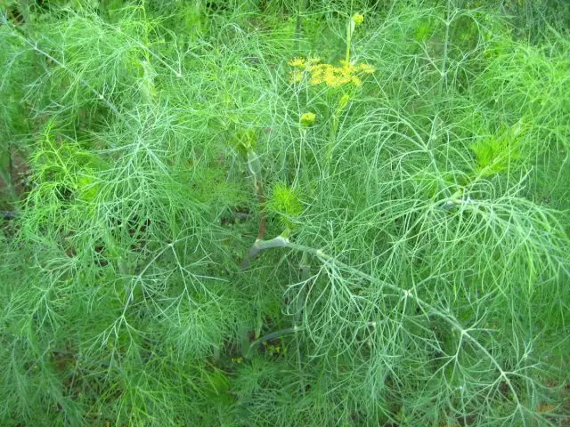 Bush endro: as melhores variedades com nomes e fotos, características de cultivo 2691_4