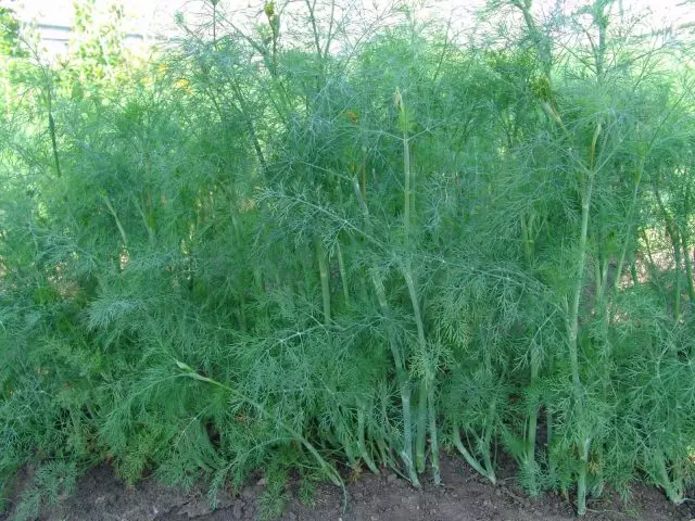 Bush endro: as melhores variedades com nomes e fotos, características de cultivo 2691_5