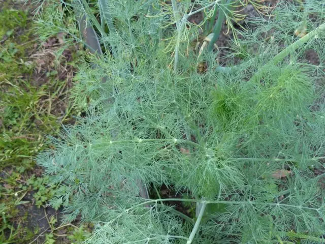 Bush endro: as melhores variedades com nomes e fotos, características de cultivo 2691_9