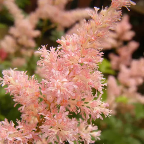 Astilba japonesa: variedades com fotos e descrições, plantio e cuidados 269_14